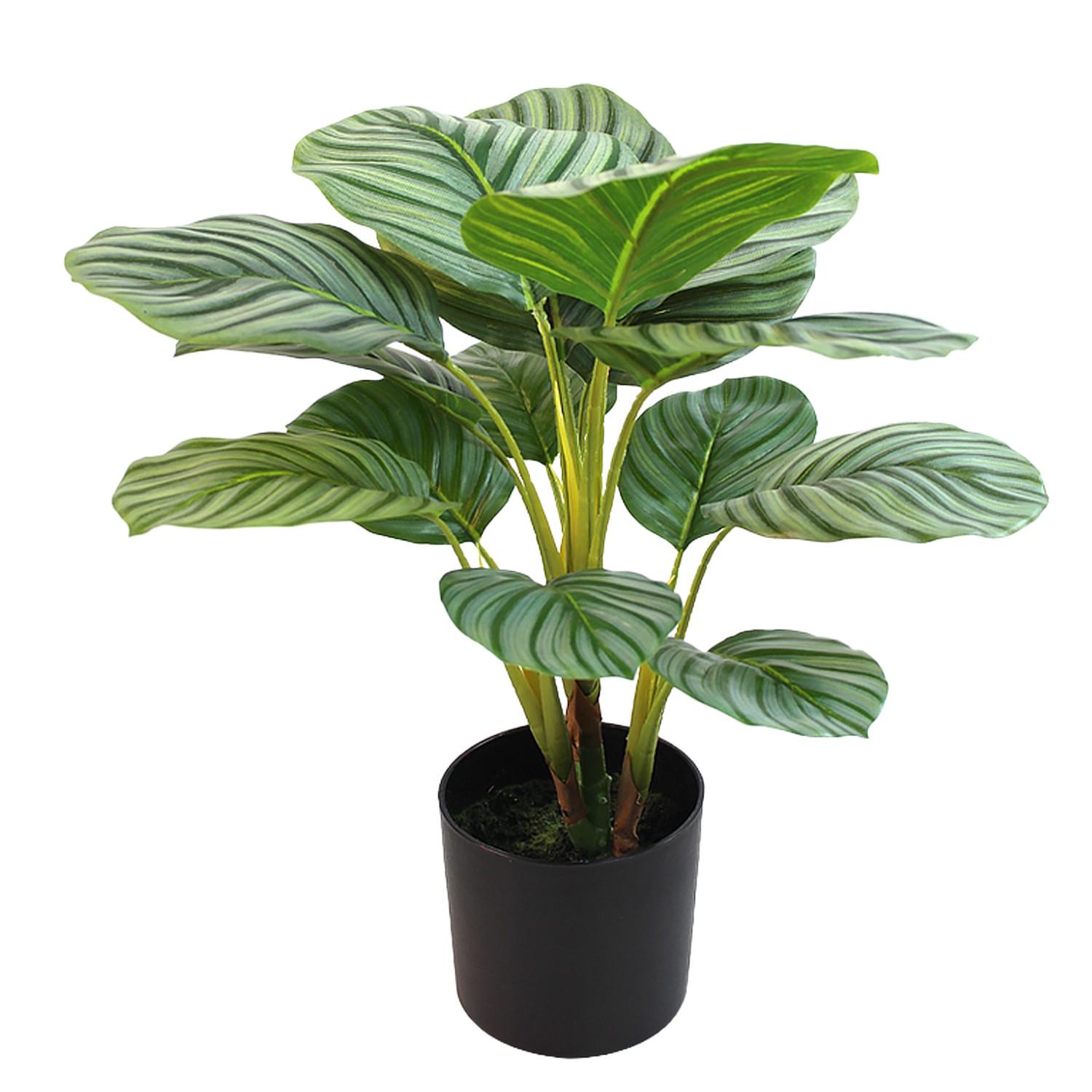 Planta Artificial Calathea Orbifolia 50cm-4 Horquillas 50cm - Exclusivas Camacho S.L.