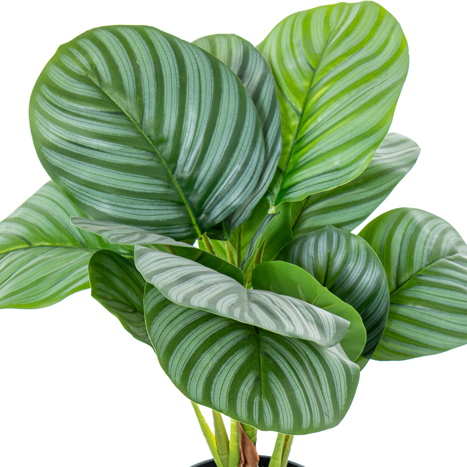 Planta Artificial Calathea Orbifolia 50cm-4 Horquillas 50cm - Exclusivas Camacho S.L.