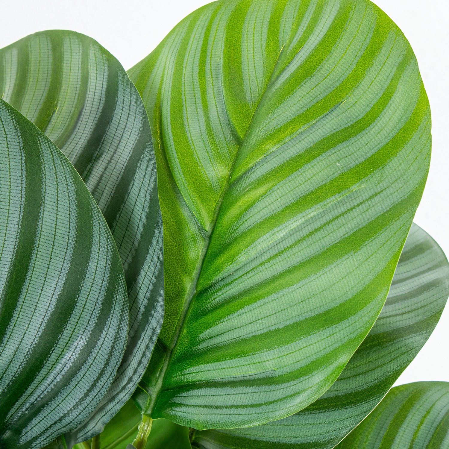 Planta Artificial Calathea Orbifolia 50cm-4 Horquillas 50cm - Exclusivas Camacho S.L.